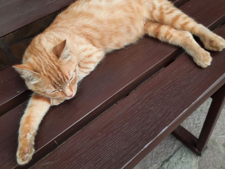 Кошка