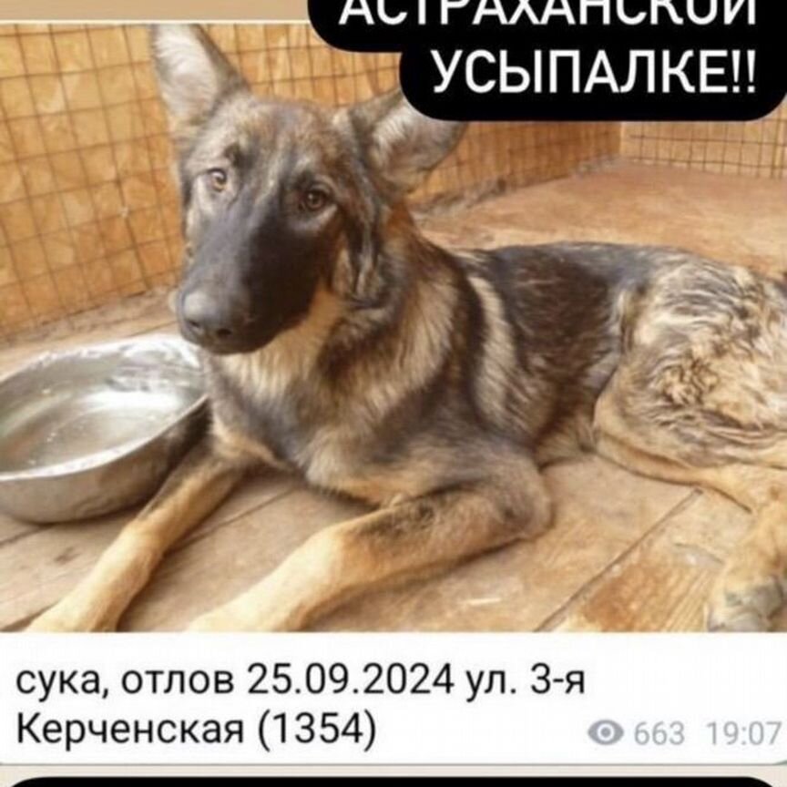 Спасите собаку с усыпалки