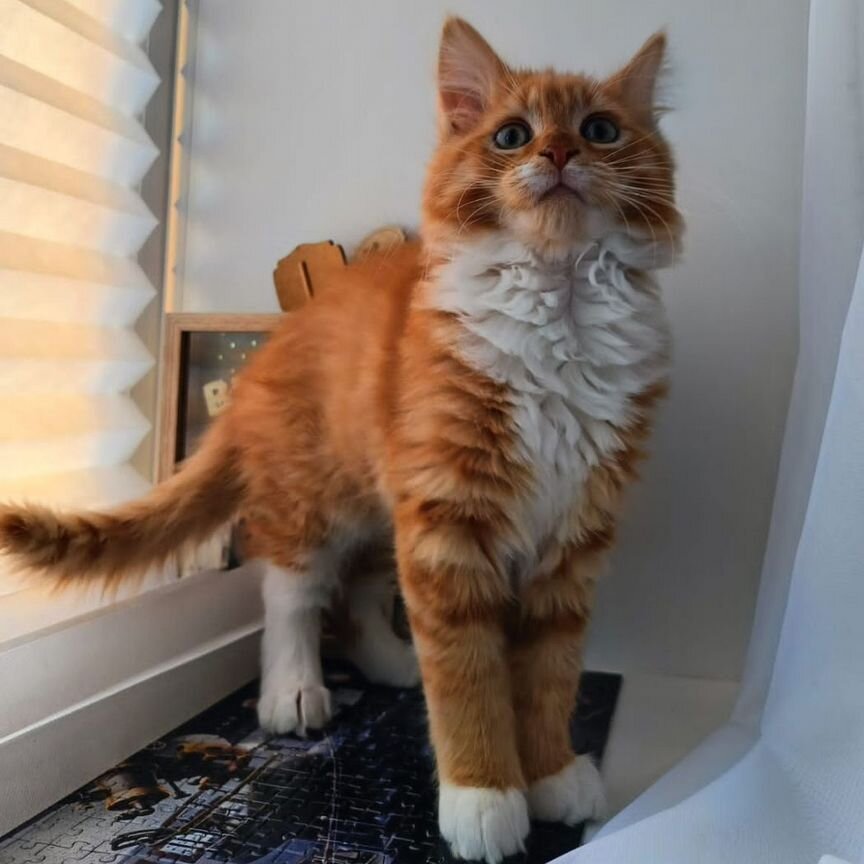 Котята мейн-кун