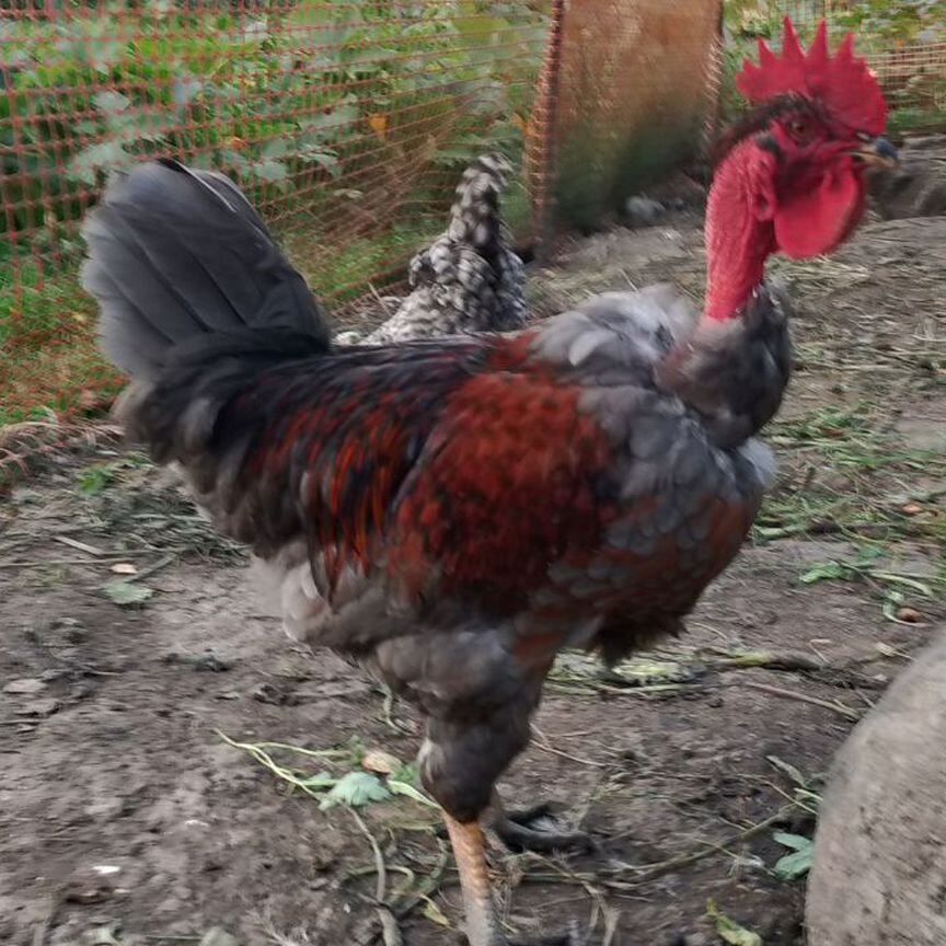 Породные петушки