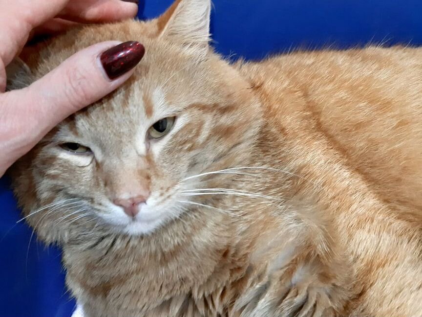 Роскошный и несчастный котик ищет свою семью
