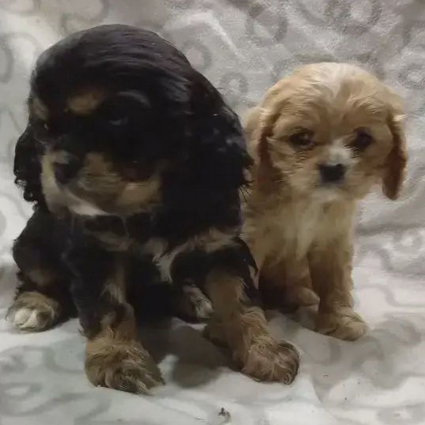 Кавалер кинг-чарльз-спаниель, щенок