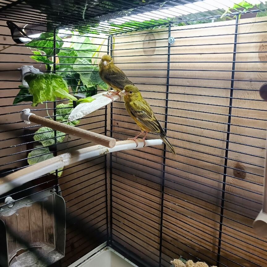 Канарейка самка