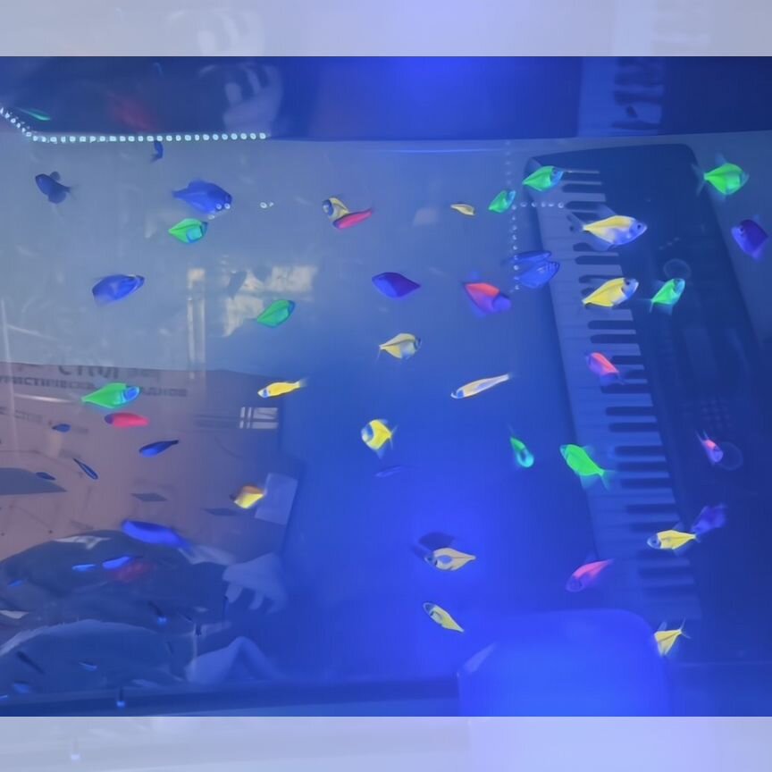 Аквариумные рыбки гло тернеции, данио, неоны, сомы