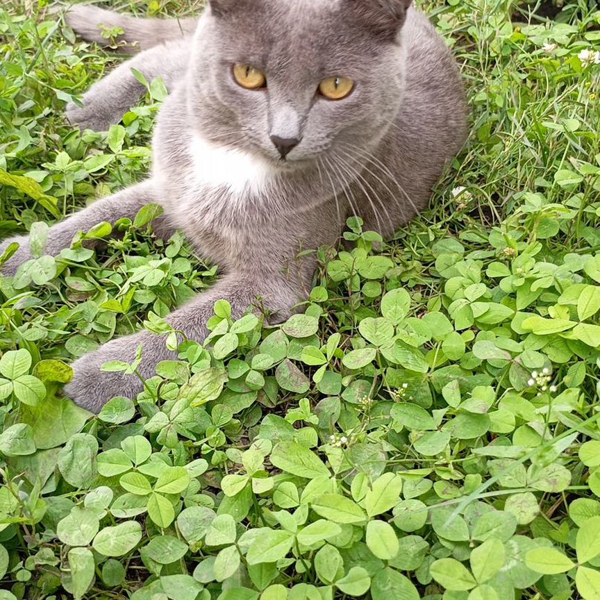 Котенок в добрые руки