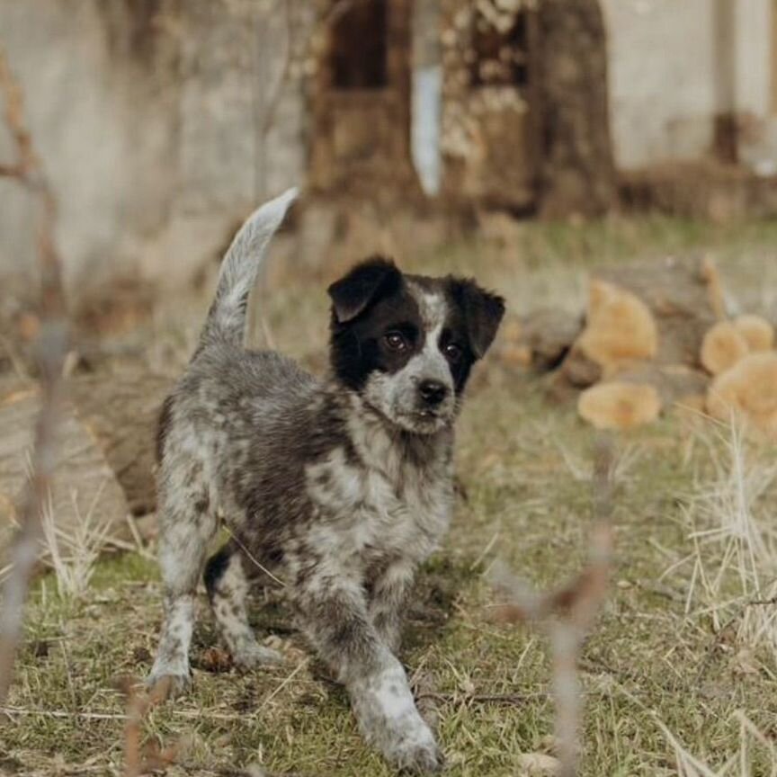Щенок в добрые руки