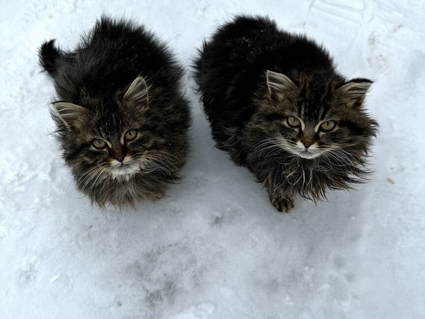 Котята без породы