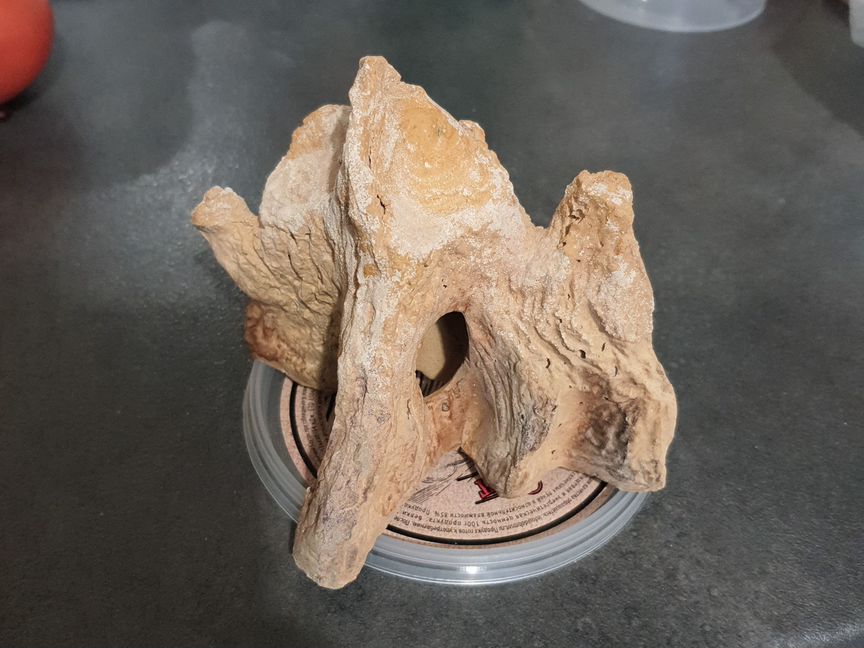 Коралл балянус