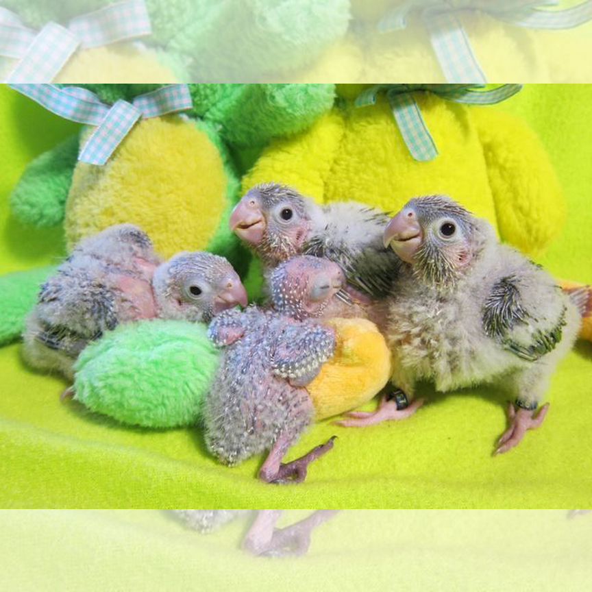 Попугай пиррура выкормыш ручной