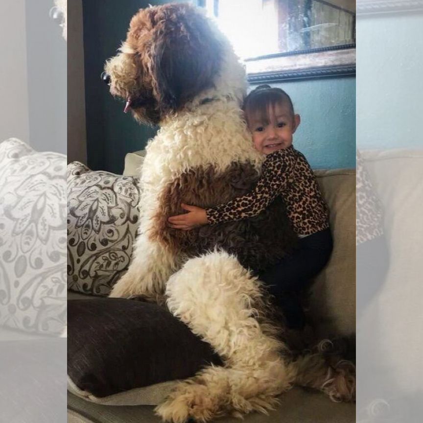 Китайский императорский большой пудель