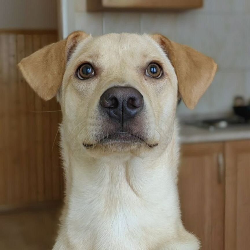 Собака подросток в добрые руки мальчик