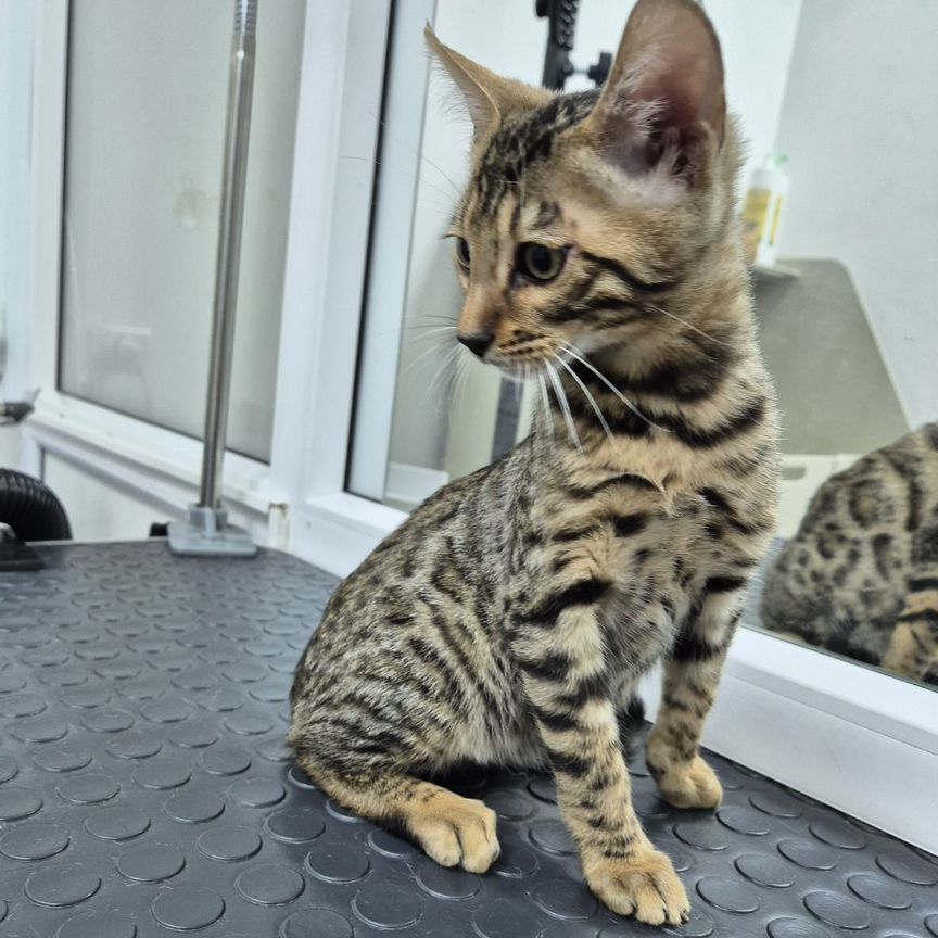 Бенгальская