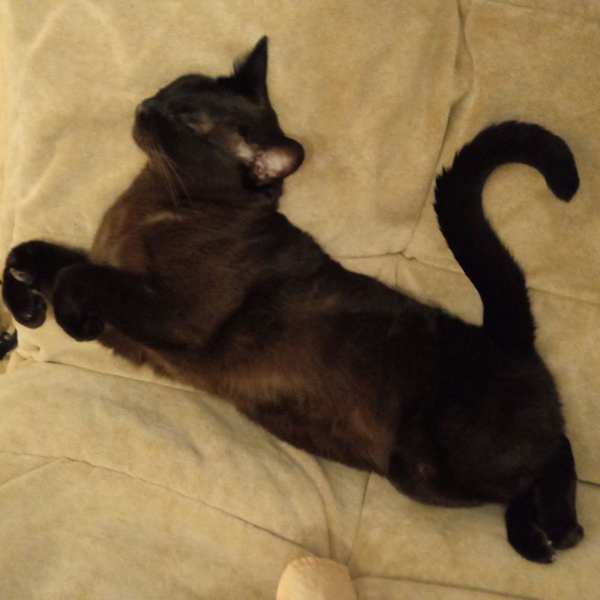 Милая кошка