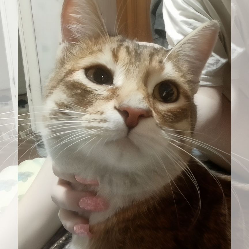 Взрослый кот в добрые руки