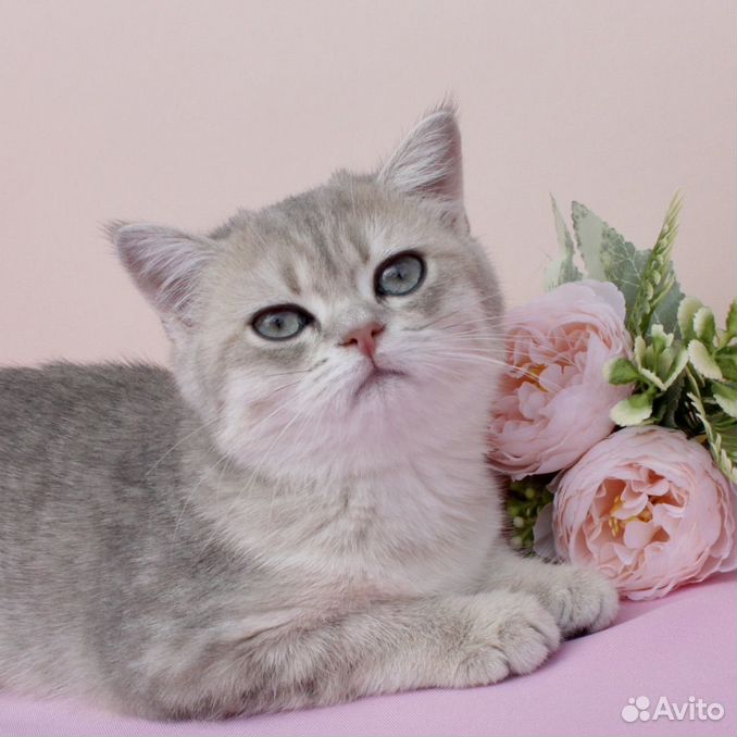 Шикарная британская девочка Afina