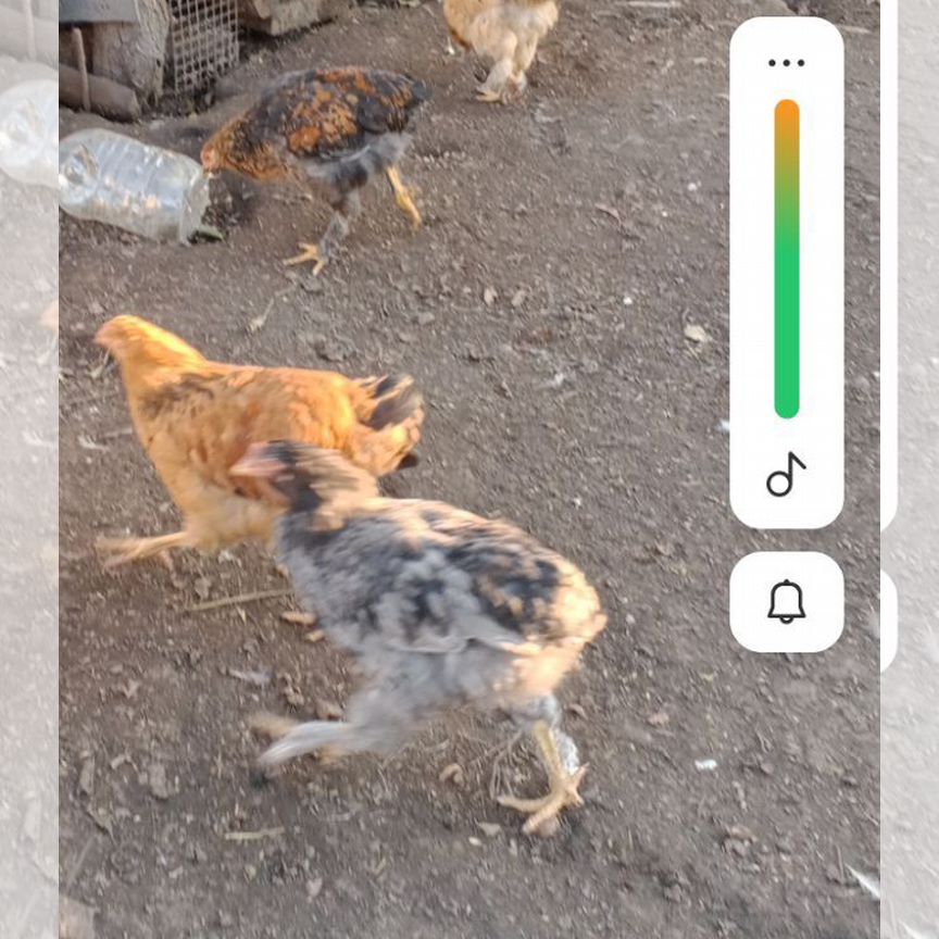 Продаю домашних курей