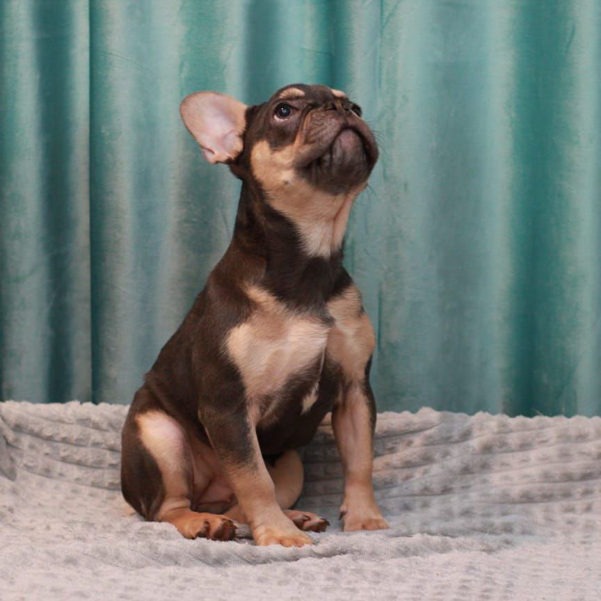 Продам щенка французского бульдога
