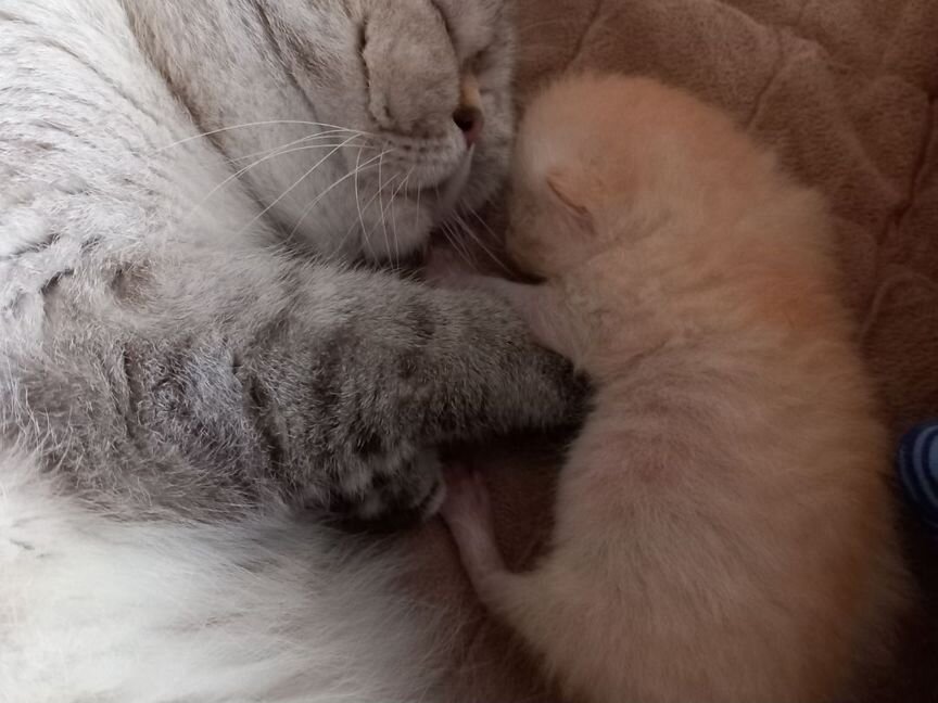 Экзотический котёнок