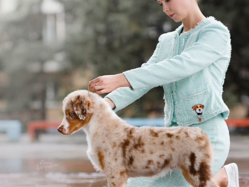 Миниатюрная американская овчарка