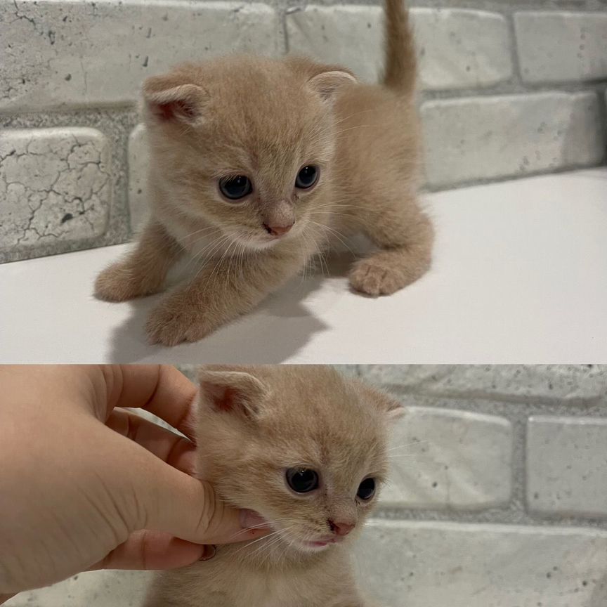 Британские вислоухие котята