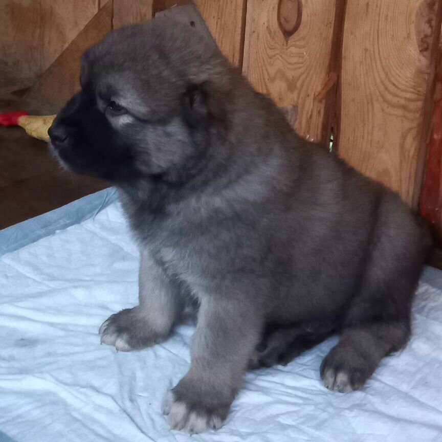 Кавказская овчарка, щенки