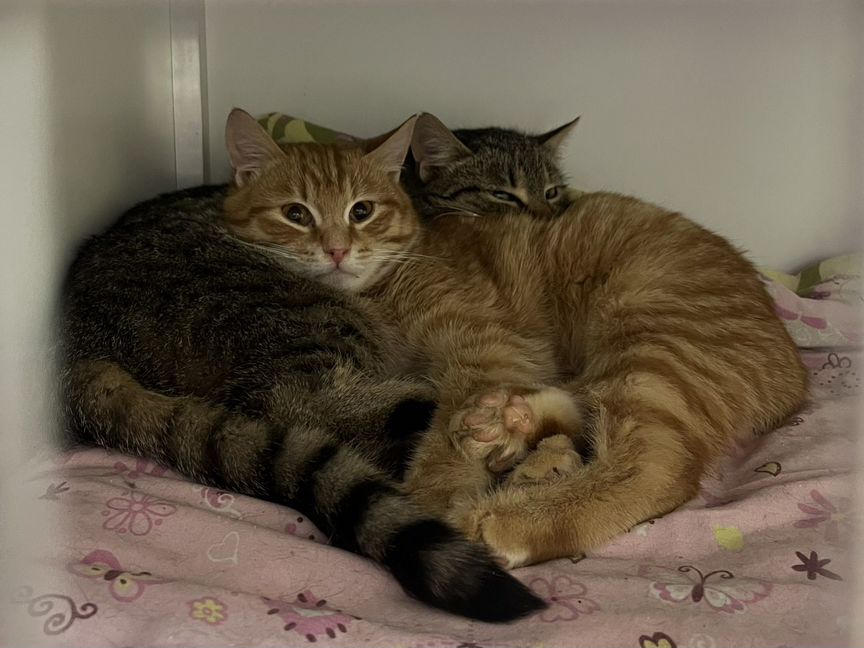 Кошка,котята в дар