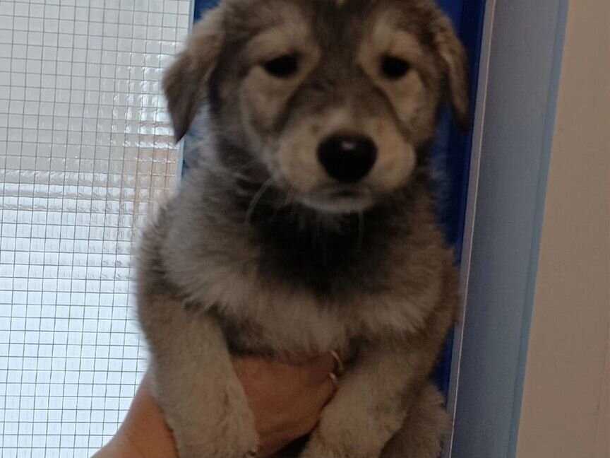 Малыш Фунтик