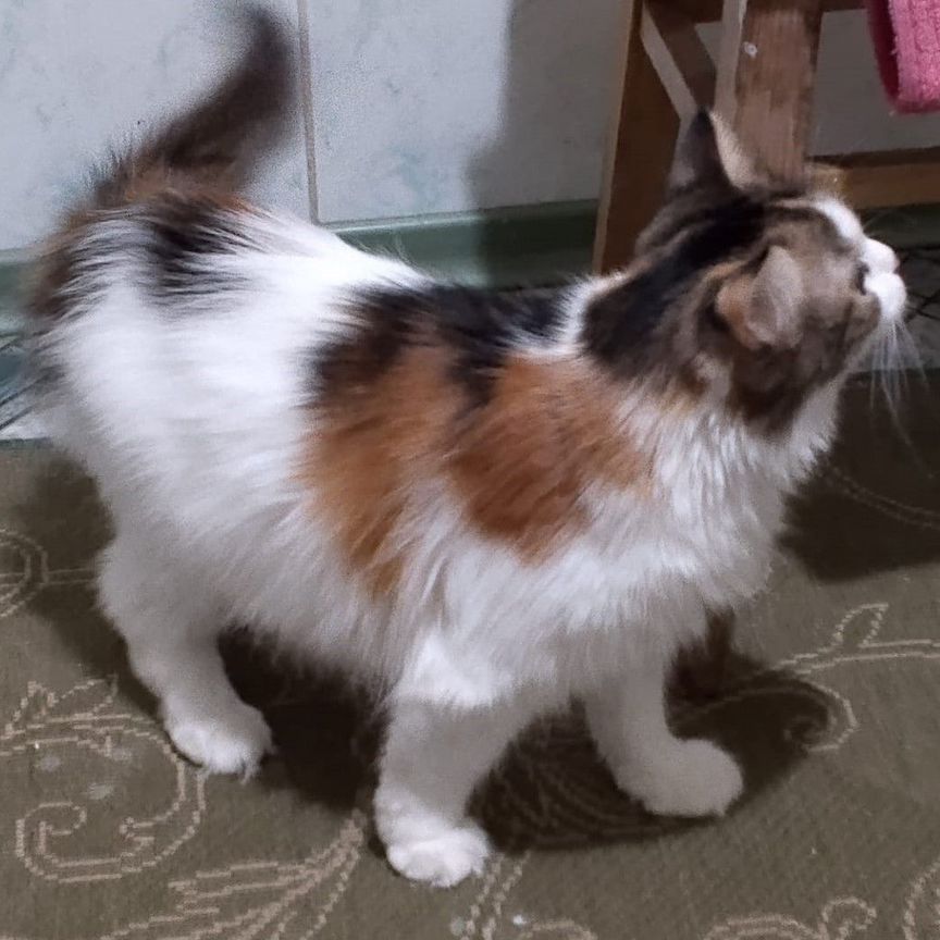 Взрослая кошка в добрые руки