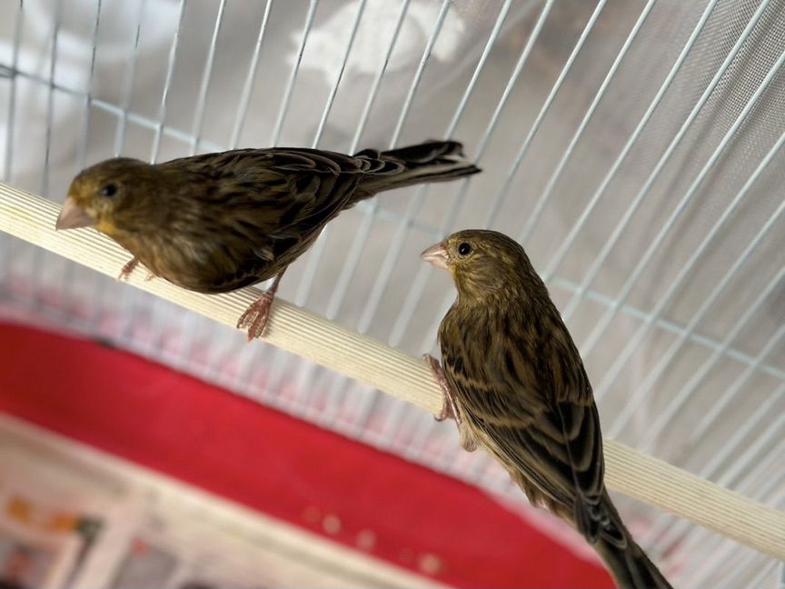 Кенара и канарейки