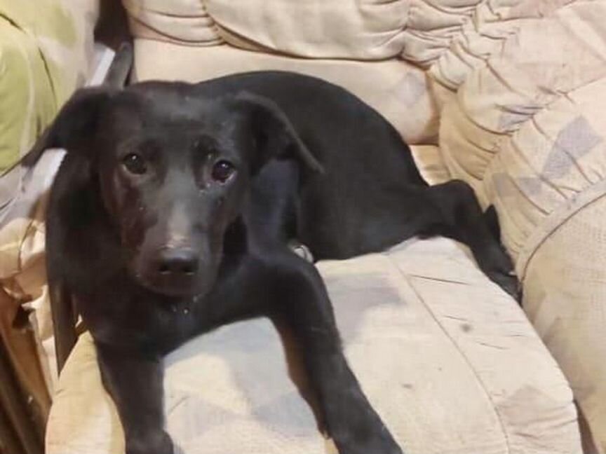 Молодая Альма в дар