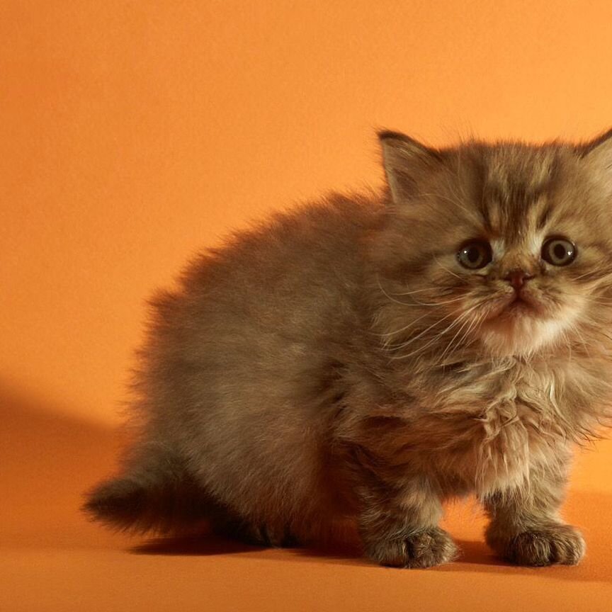 Шотландский котенок