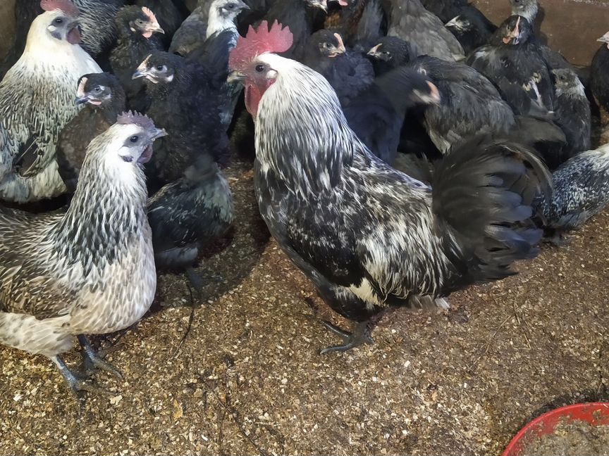 Куры лакеданзи