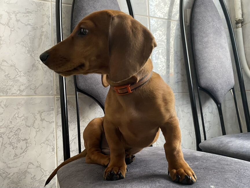 Щенок таксы в добрые руки бесплатно