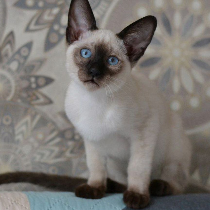 Сиамская кошечка