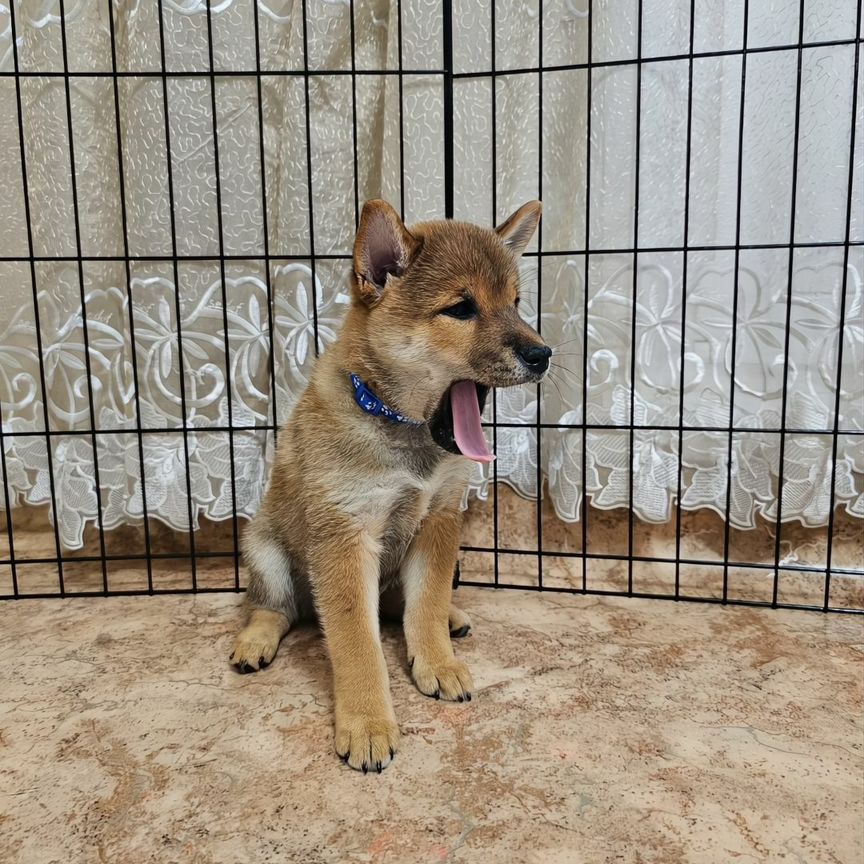 Сиба-ину, щенок