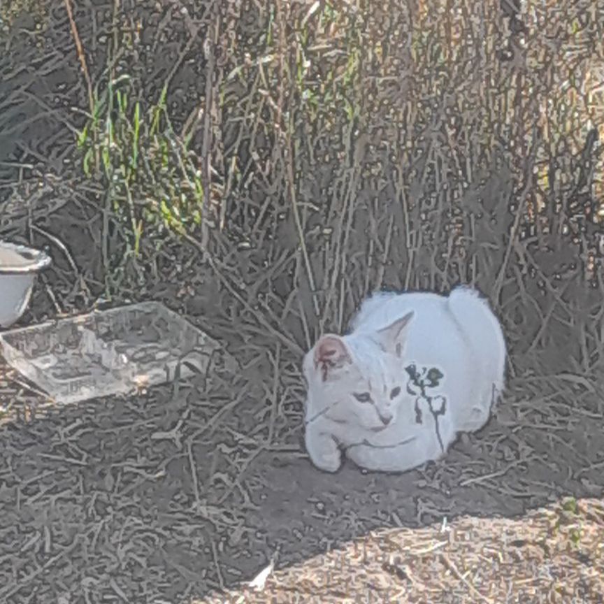 Белая кошечка
