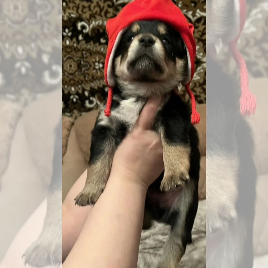 Цвергшнауцер, щенок