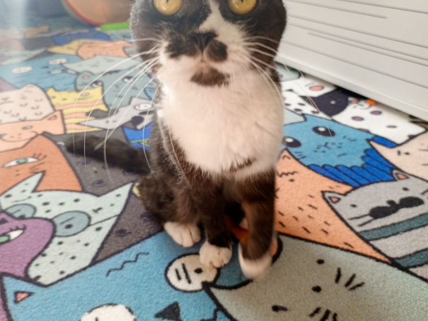 Кошечка в добрые руки