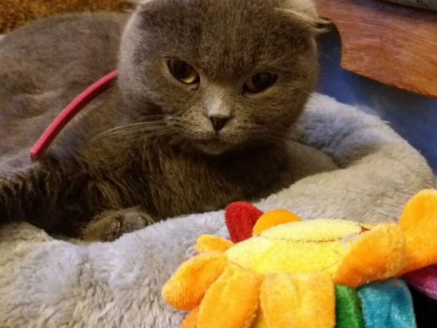 Шотландско-британская вислоухая