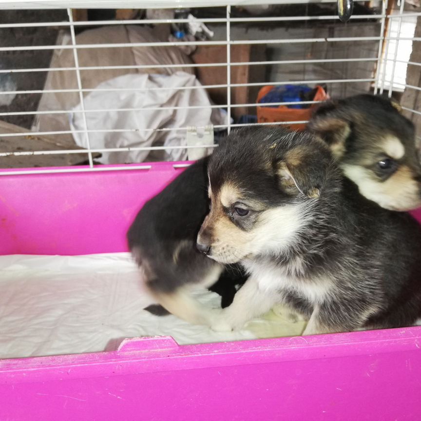 Щенки немецкой овчарки(помесь)