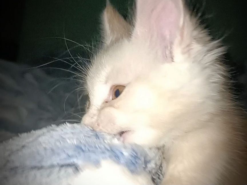 Котёнок кошечка мейн-кун