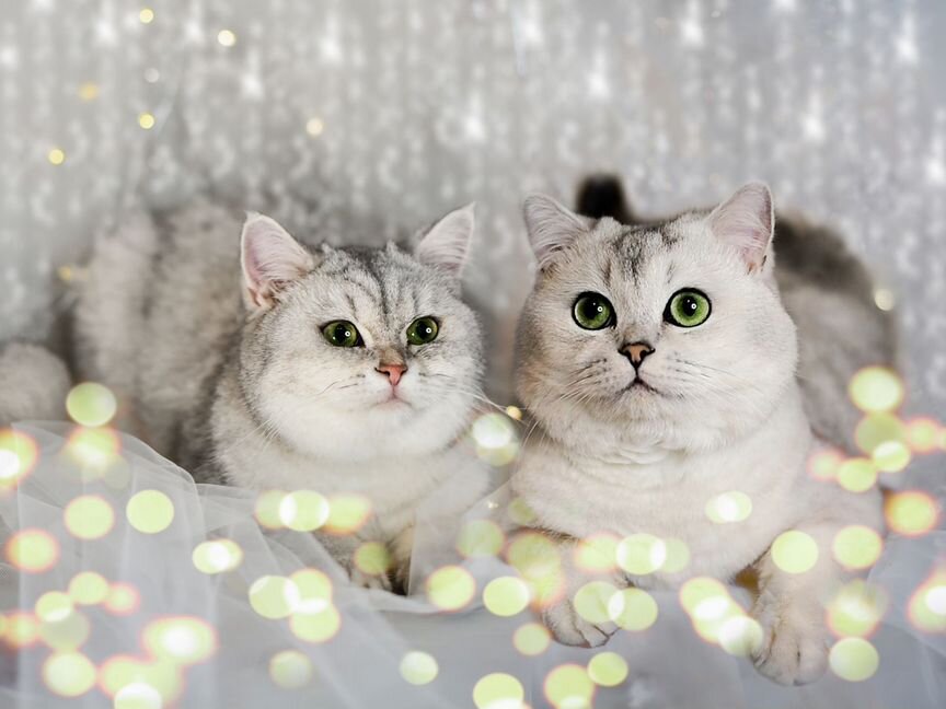 Котята британские "серебристая шиншилла"