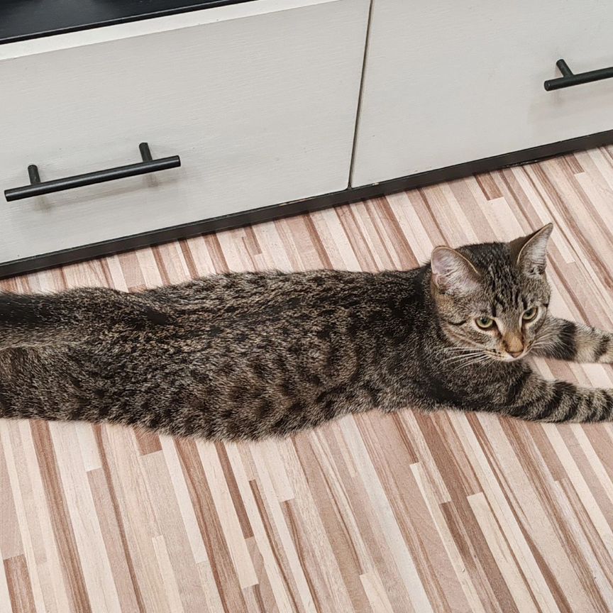 Котенок в добрые руки