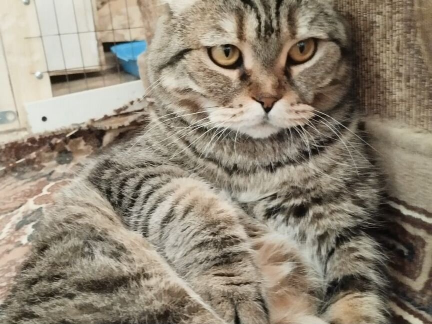 Шотландская