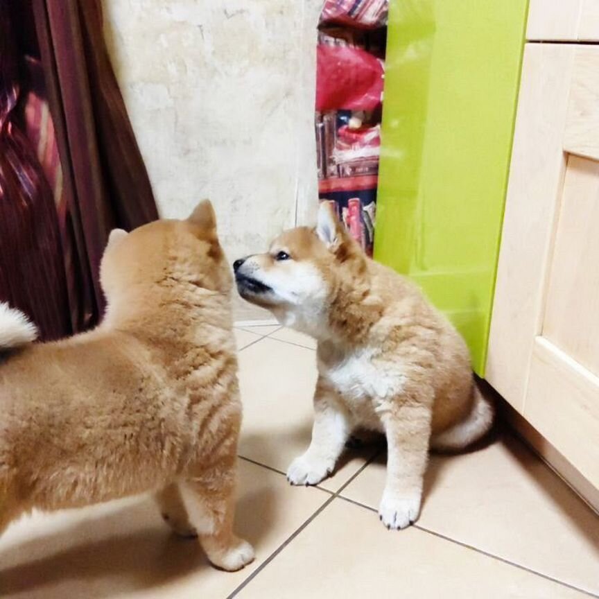 Сиба Ину: щенки с прививками и паспортом РКФ