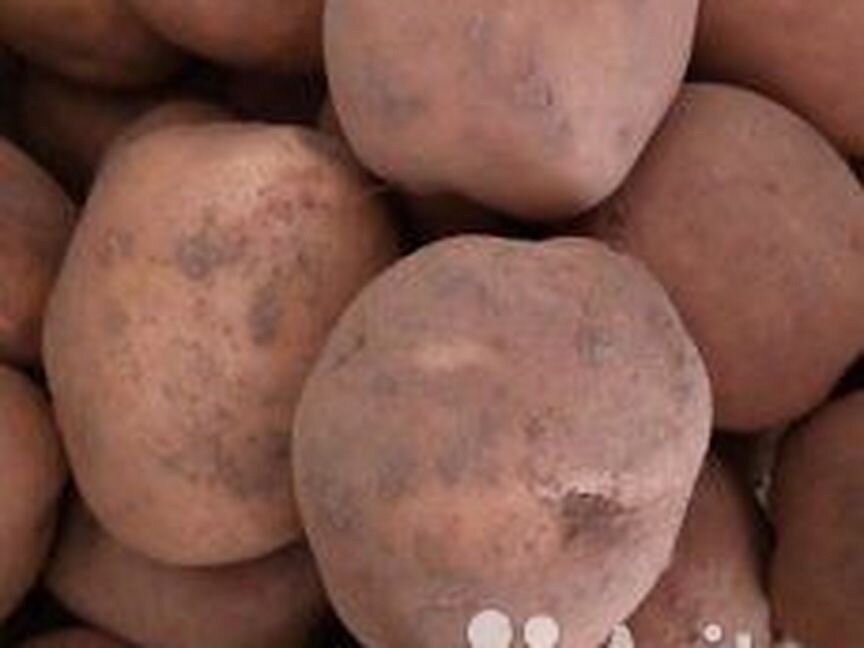 Домашний картофель