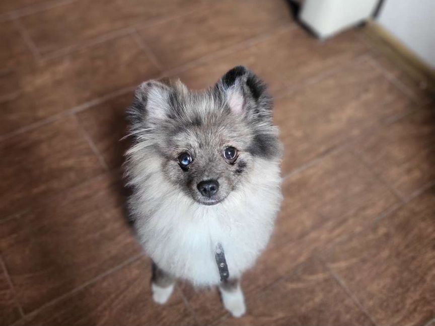 Шпиц померанский 6 месяцев