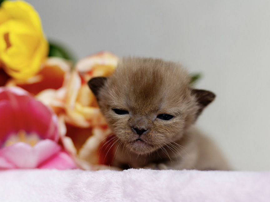 Бурманские котята