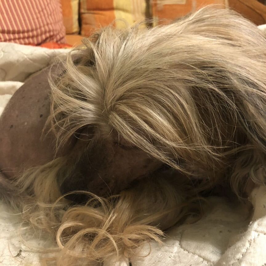 Самец Китайской хохлатой ищет невесту