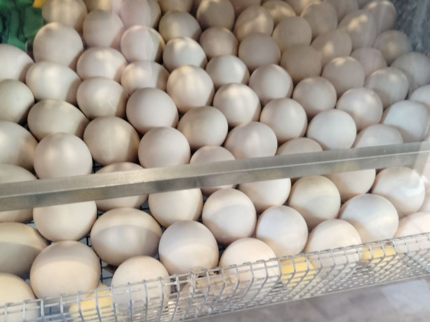 Яйцо мускусной утки инкубационное